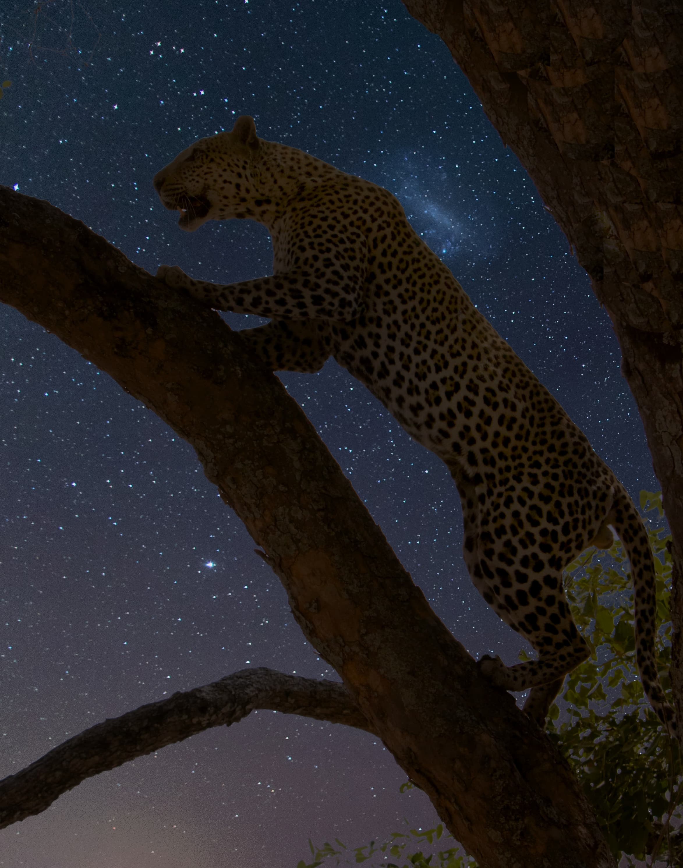 Safari